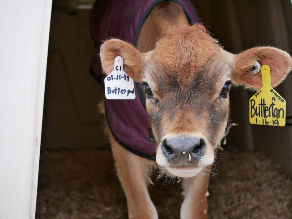 Dairy products & solutions for cows & goats - Phoenix Feeds & Nutrition